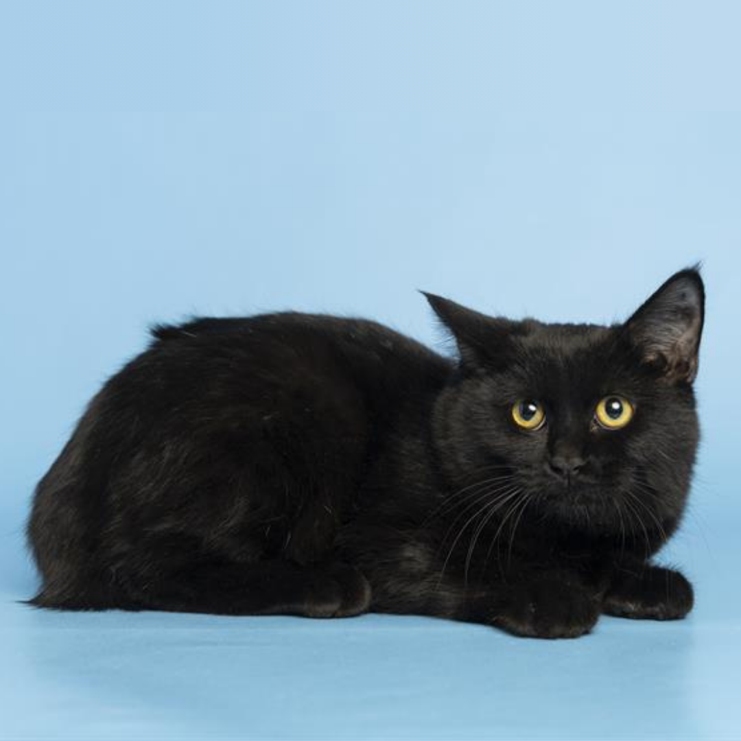 ADOT Incident Response Unit member rescues kitten on I-10 in Phoenix ...